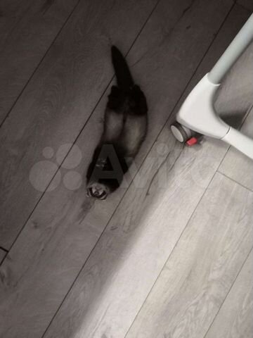 Хорек бесплатно