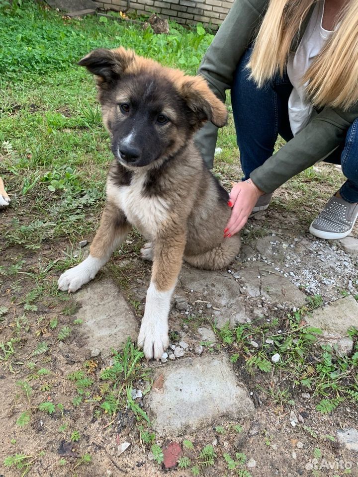 Два красивых щеночка ждут хороших хозяев