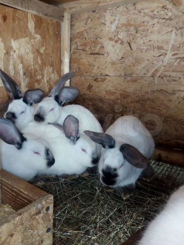 Кролик Калифорнийцы