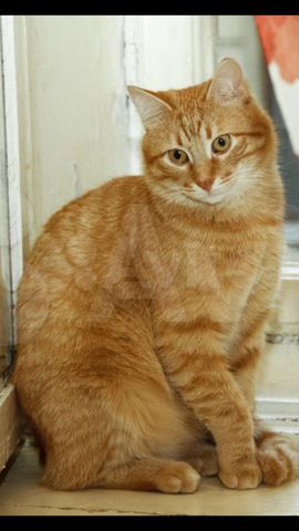 В добрые руки