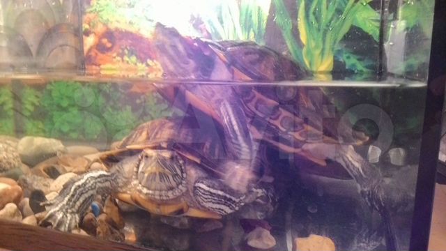 Отдам в хорошие руки двух красноухих черепах