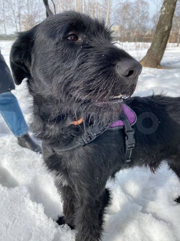 Ризеншнауцер Бари