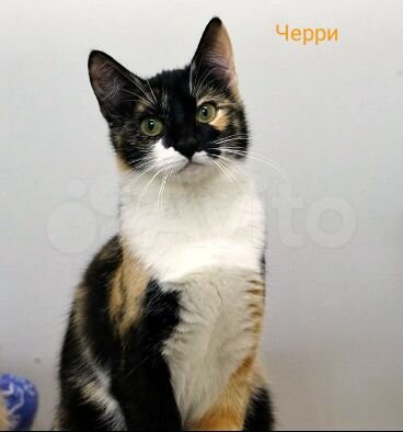 Черри и Дори