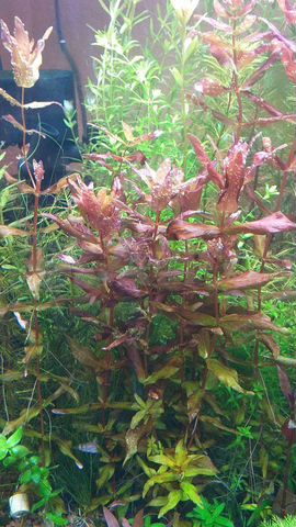 Ротала макрандра