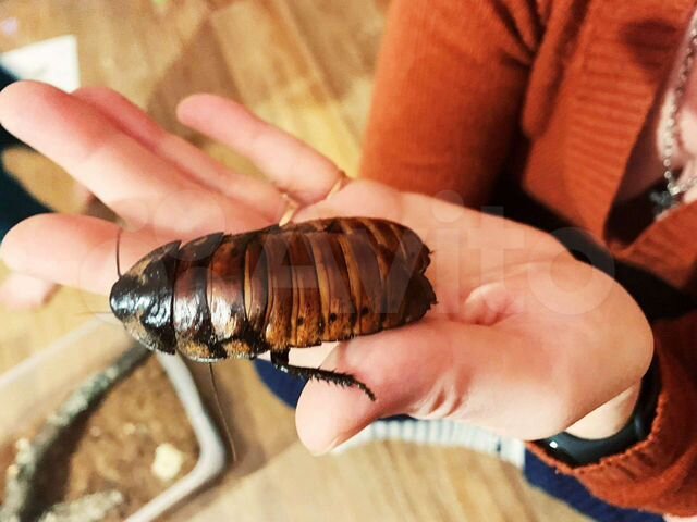 Тараканы аргентинские, мадагаскарские