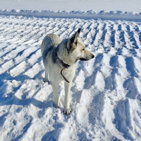 Вэнди в добрые руки