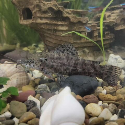 Рыбки сомики мирные в аквариум