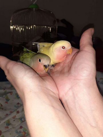 Попугай неразлучники