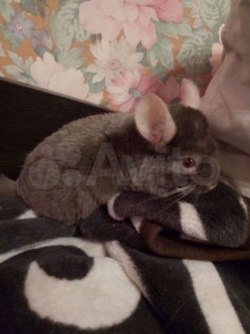 Шиншилла мальчик