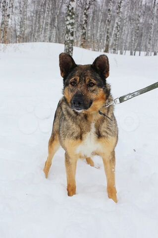 Собака Стар среднего размера ищет дом