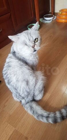 Шотланский кот одноглазый 4годика кастрирован прив