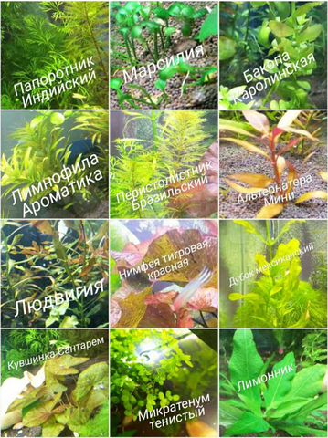 Аквариумные растения