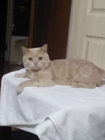 Кошки Шотландец страйк вязка