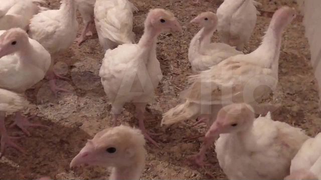 Индюшата подрощенные