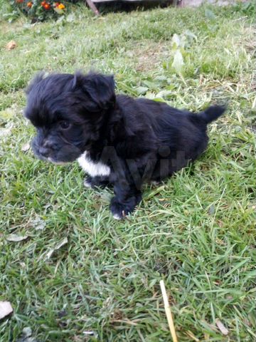 Болонка щенок