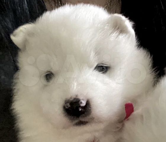 Щеночки самоеда, 1 месяц