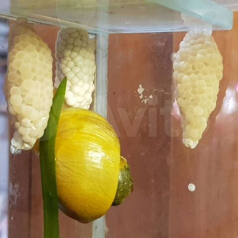 Икры улиток Ампулярий