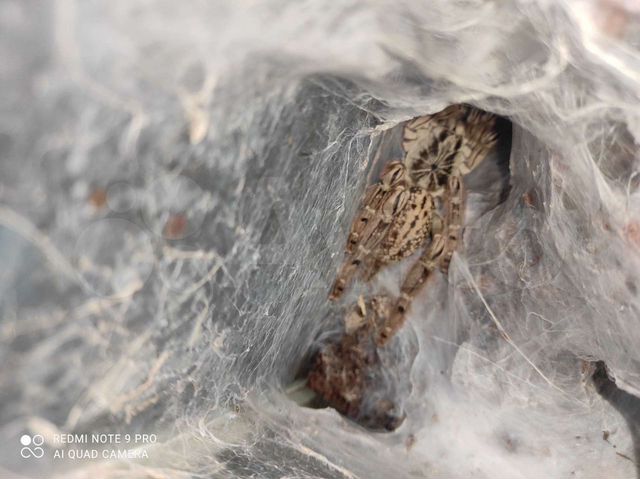 Паук-птицеед (Heteroscodra maculata)