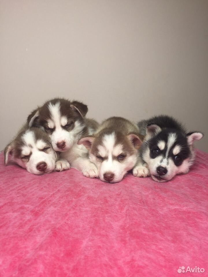 Сибирский хаски