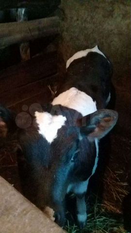Телята 1 месяц и 2 месяца