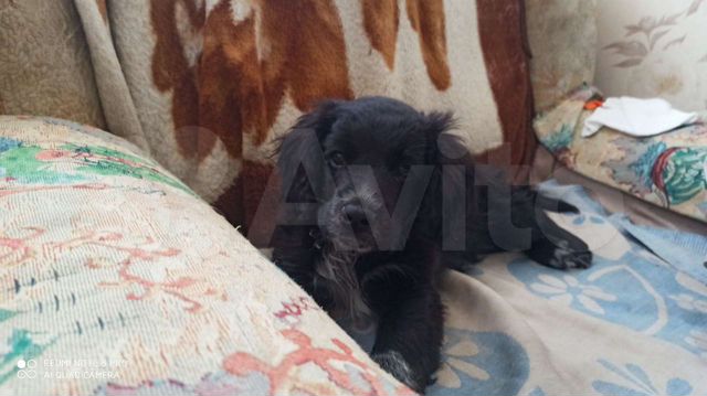 Американский кокер спаниель