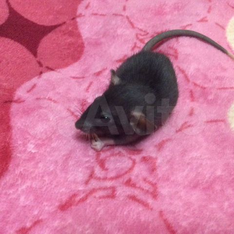 Крыса дамбо