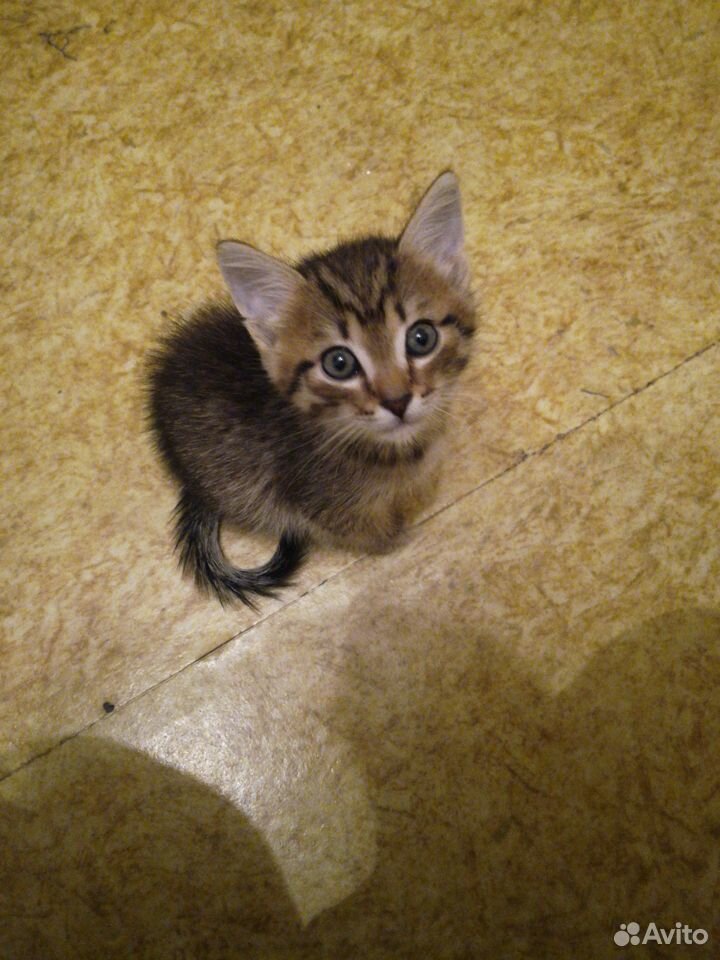 Котёнок