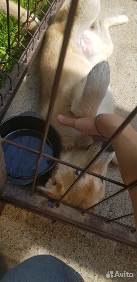 Отдаю в хорошие руки собаку