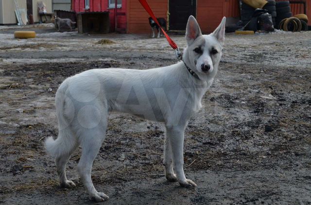 Нюра в добрые руки