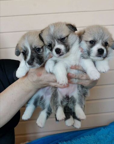 Щенки Вельш корги пемброк