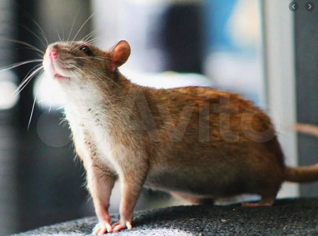 Крыса декоративная