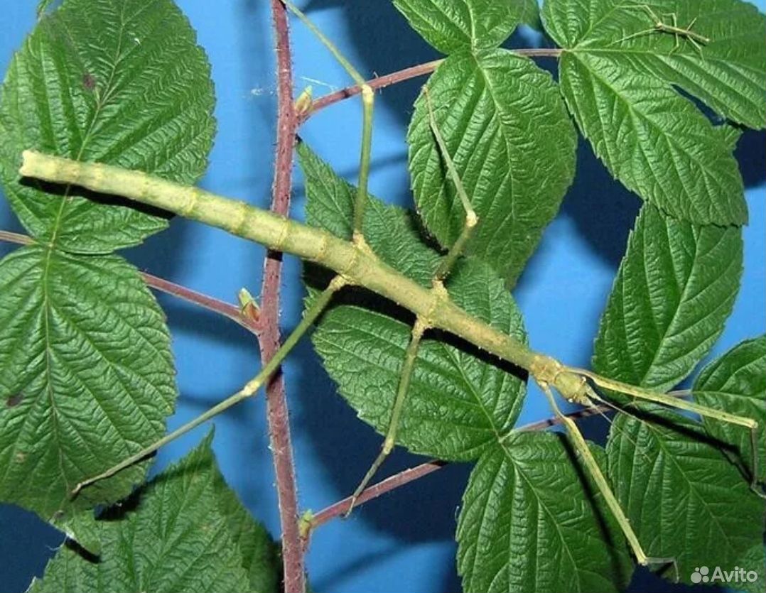 Аннамские палочники