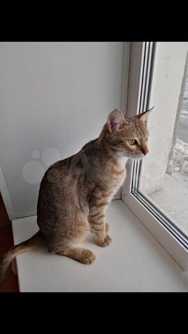 Кот в добрые руки