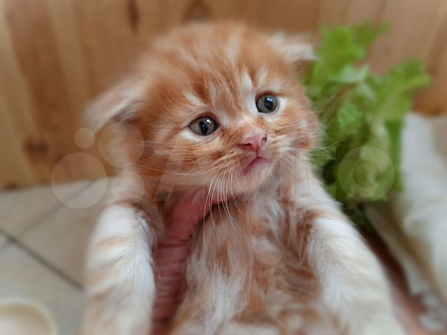 Котята рыжики лохматые