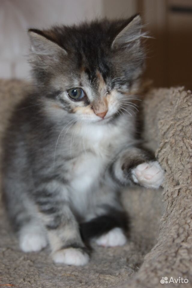 Котенок 2мес