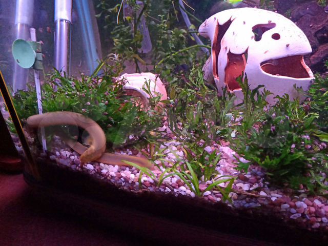 Каламоихт калабарский (Erpetoichthys calabaricus)