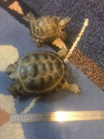 Черепаха сухопутная