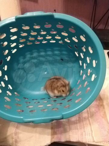 Джунгарский хомяк метис девочка