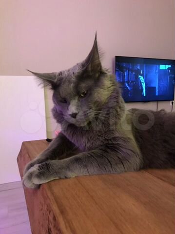 Вязка Мэйн Кун голубой солид