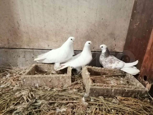 Голуби малоносые