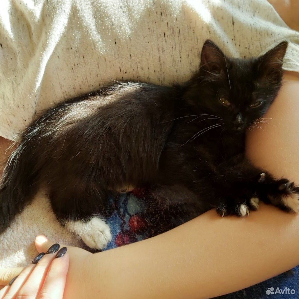 Котенок (киска 3 месяца)