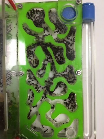 Муравьиная ферма с муравьями