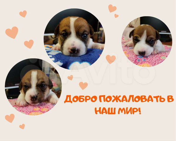 Щенки джек Рассел терьер