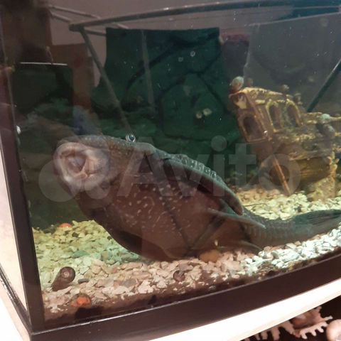 Рыба сом, анцитрус обыкновенный