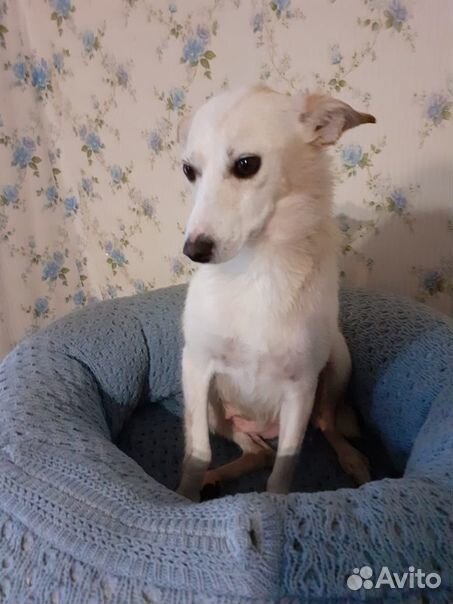 Собака маленькая белая девочка