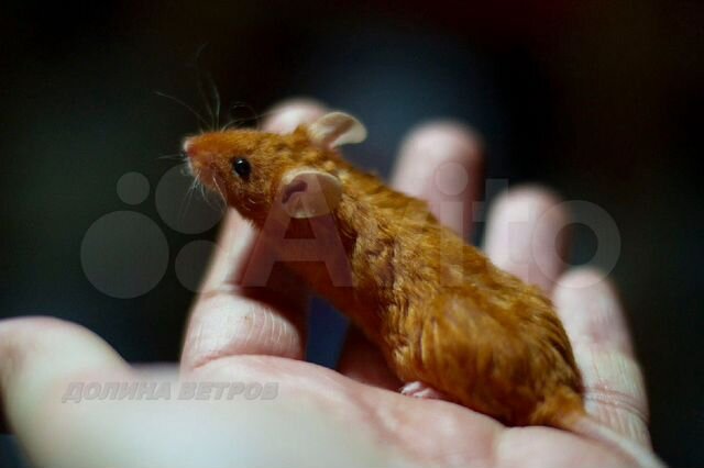 Декоративная мышь кудрявая рыжая мальчик