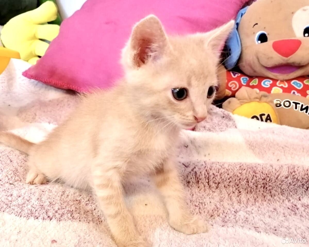 Котенок мальчик персиковый в дар 1,5 мес