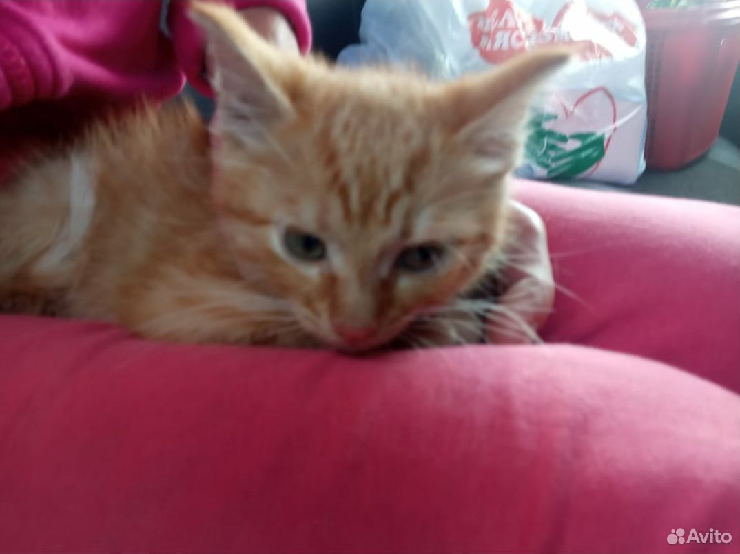 Рыжий котенок