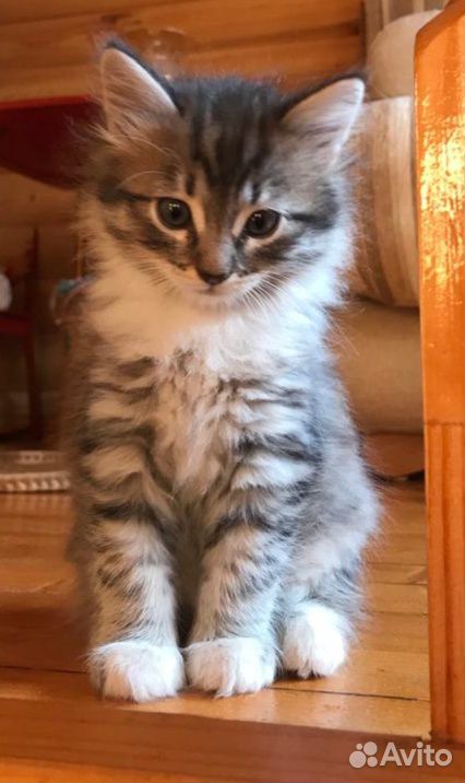 Пушистые котята