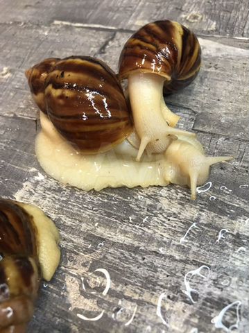 Улитки ахатины альбино, малыши хотят найти добрые